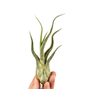 Tillandsia Caput Medusae - XL - CyberZoo